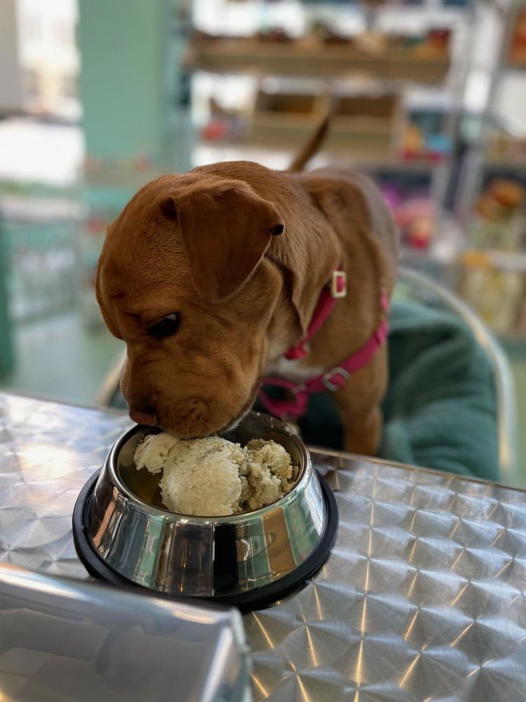 SALTY PAWS - Updated 05/2025 - 59 Photos & 17 Reviews - 121 N Jefferson ...