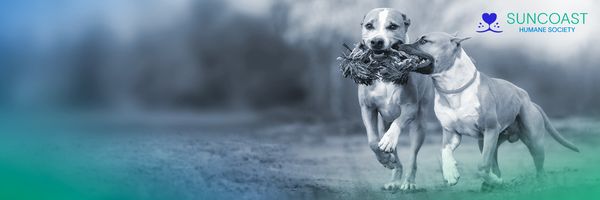 SUNCOAST HUMANE SOCIETY - Updated August 2024 - 13 Photos & 17 Reviews ...