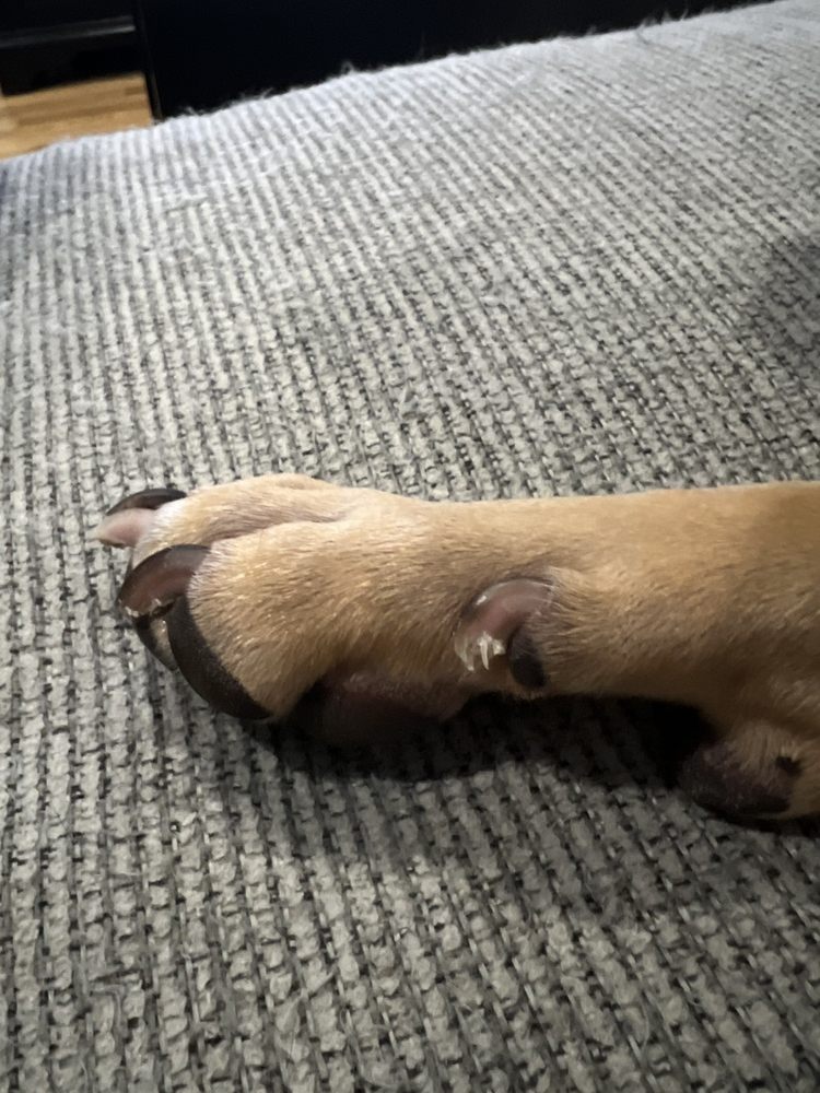 DIPPITY DO DOG PET GROOMING SALON - Updated November 2025 - 20 Photos ...