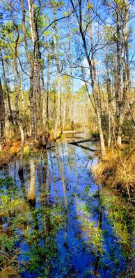 WILLIAM GOODRICH JONES STATE FOREST - 33 Photos & 17 Reviews - 1328 Fm ...