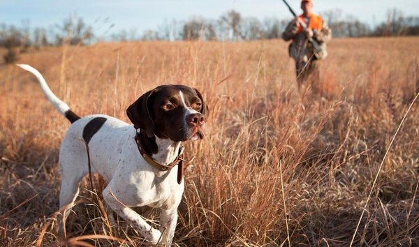 BUCKEYE PHEASANT HUNTING PRESERVE - Updated October 2025 - 22 Photos ...