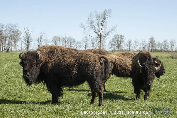 WOLF PARK - Updated October 2025 - 99 Photos & 32 Reviews - 4004 E ...