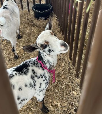 NORTHEAST FLORIDA FAIR - Updated July 2025 - 39 Photos - 543378 US Hwy ...