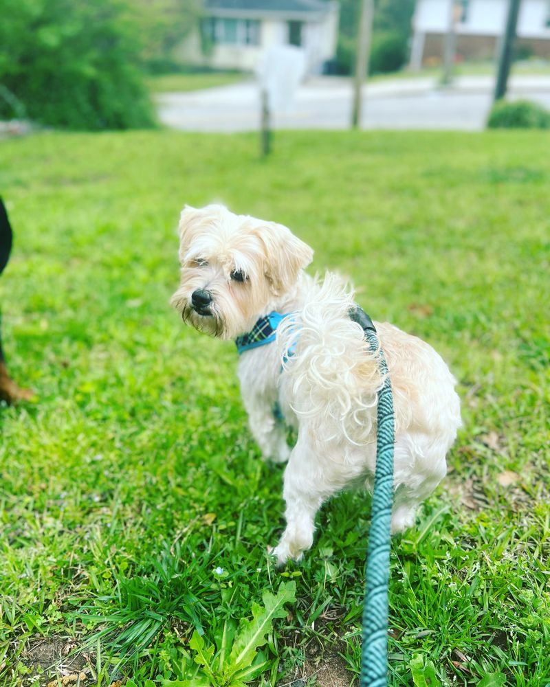 HELLO FRENCHIE & FRIENDS - Updated June 2025 - 32 Photos - East Point ...