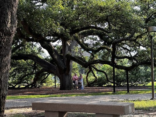 THE CENTURY TREE - Updated December 2025 - 456 Ross St, College Station ...