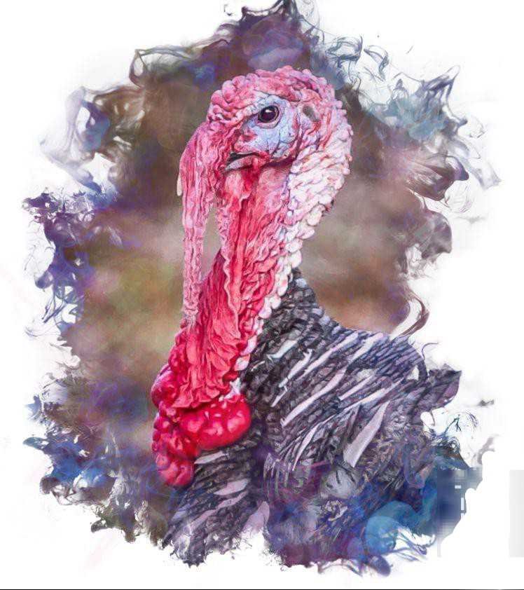 KINOHI POULTRY - Updated December 2024 - 27131 Boyce Mill Rd ...