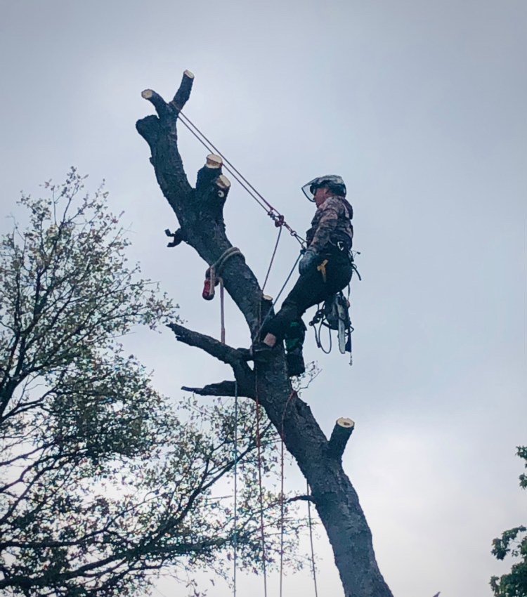 MATTS TREE CARE - Updated June 2024 - 7013 Rufus Dr, Austin, Texas ...