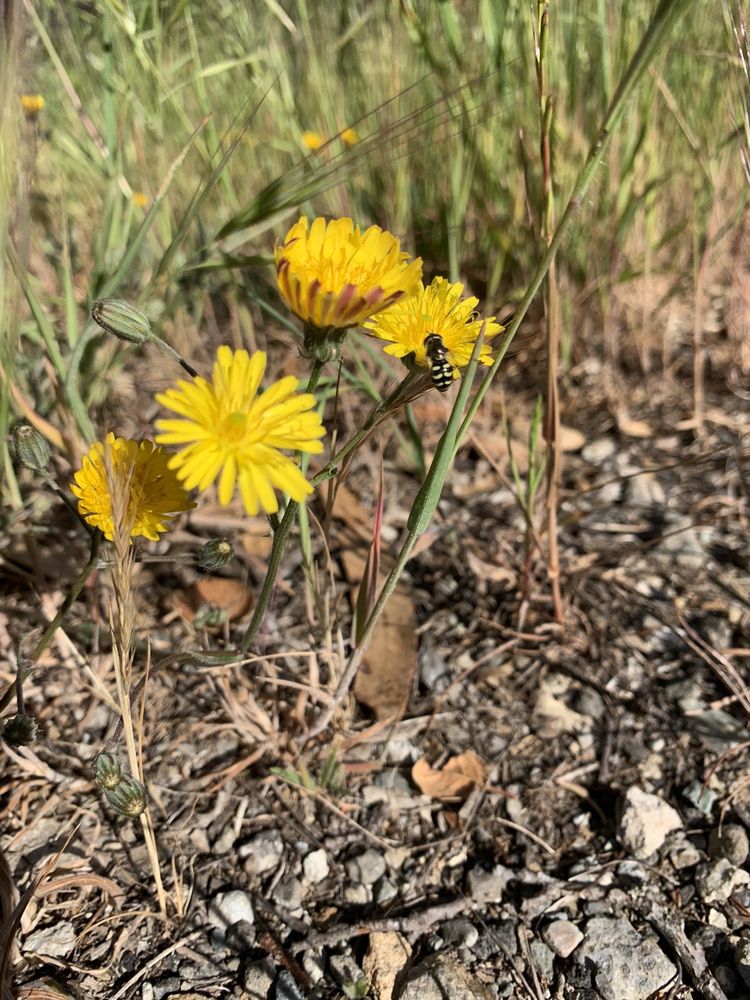 GARIN & DRY CREEK PIONEER REGIONAL PARKS - 1229 Photos & 200 Reviews ...