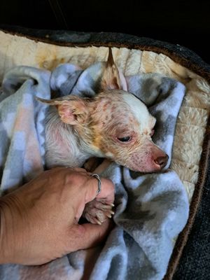 BLUEPEARL PET HOSPITAL - Updated January 2026 - 24 Photos & 110 Reviews ...