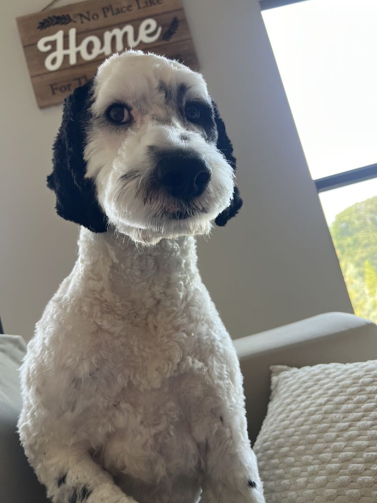 BUBBLY PAWS - Updated January 2026 - 13 Photos & 41 Reviews - 7893 Main ...