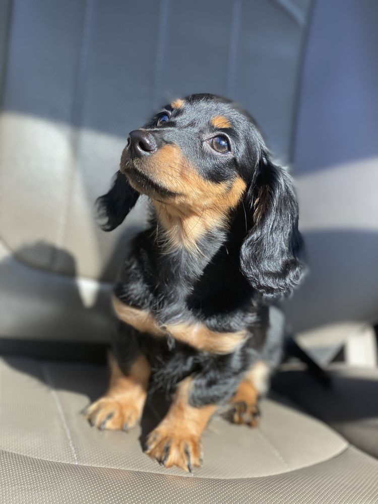 PET RANCH - Updated January 2025 - 36 Photos & 74 Reviews - 3833 E ...