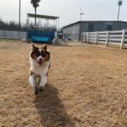 CR RANCH PET-O-TEL - 124 Photos & 61 Reviews - 6060 American Ave ...