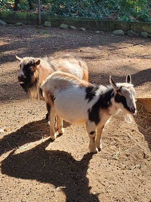 MAPLEWOOD FARM - 244 Photos & 43 Reviews - 405 Seymour River Place ...