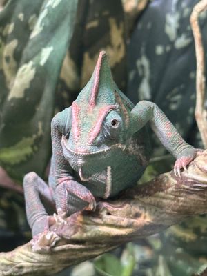 SNAKE DISCOVERY A REPTILE EXPERIENCE - Updated October 2025 - 44 Photos ...