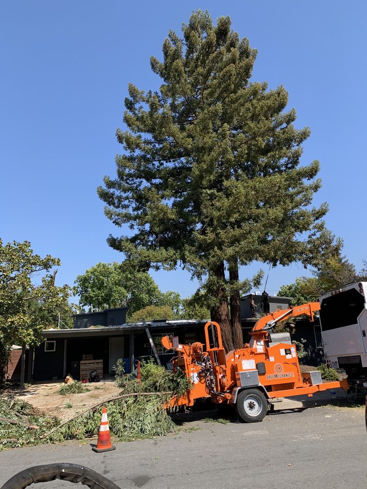 TREE MECHANICS - Updated September 2024 - 50 Photos & 56 Reviews ...