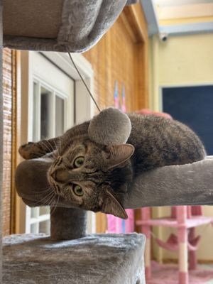 CAT DADDY CAT CAFE - Updated December 2025 - 30 Photos - 2533 US-176, Columbia, South Carolina ...