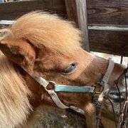 MARANDO FARMS & RANCH - 256 Photos & 86 Reviews - 5151 SW 64th Ave ...