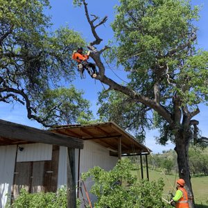 MENDEZ BROTHER’S TREE SERVICE - Updated September 2025 - 127 Photos ...