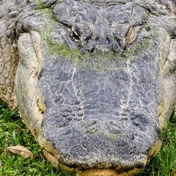 ALLIGATOR ALLEY - 481 Photos & 157 Reviews - 19950 County Road 71 ...