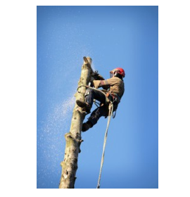 ACE TREE SERVICE - Updated September 2025 - 18 Photos - 17141 NE 5th St ...