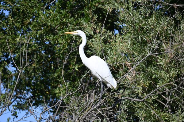 TULE PONDS AT TYSON LAGOON WETLAND CENTER - Updated October 2025 - 29 ...