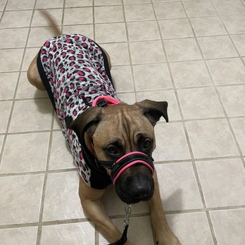 FAIRFAX COUNTY ANIMAL SHELTER - Updated December 2025 - 71 Photos & 80 ...