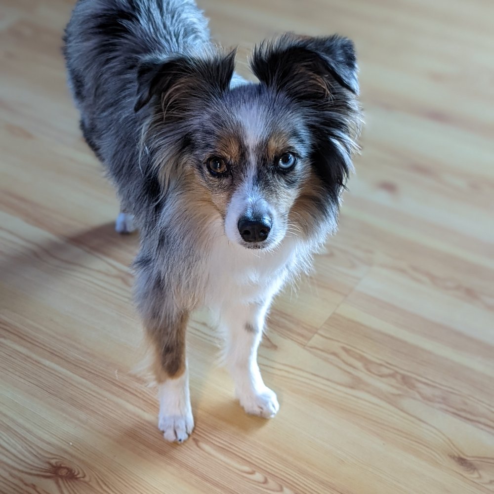Papillon Australian Shepherd Mix