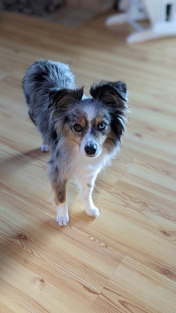 HUGHES TOYS - TOY MINI AUSSIES - Updated October 2025 - 11 Photos ...