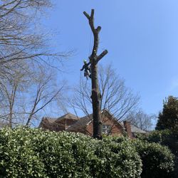 DJ TREE SERVICE - Request a Quote - 24 Photos - Nashville, Tennessee ...