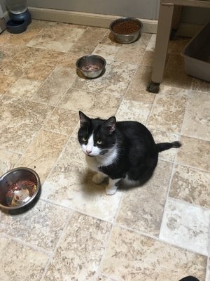 HUMANE SOCIETY OF DALLAS COUNTY - DOG & KITTY CITY - Updated August ...