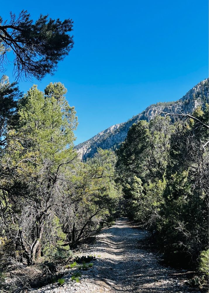 ROBBERS ROOST TRAIL - 80 Photos - Mt Charleston, Nevada - Hiking - Yelp