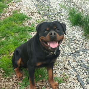 WORLDWIDE ANIMAL TRAVEL - 13 Reviews - 1143-4871 Miller Road, Richmond ...