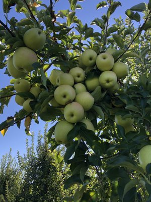 MELICK’S TOWN FARM - Updated September 2025 - 31 Photos & 35 Reviews ...