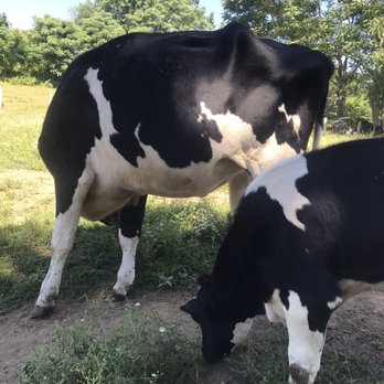 MUSCOOT FARM - Updated December 2025 - 186 Photos & 47 Reviews - 51 Rt ...