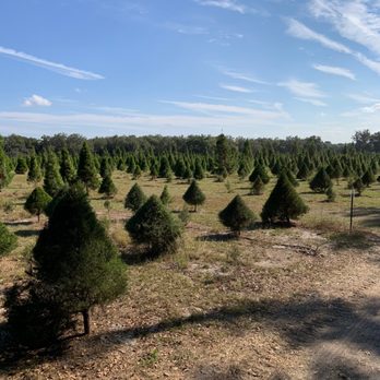 SANTAS CHRISTMAS TREES FOREST - Updated March 2025 - 260 Photos & 80 ...