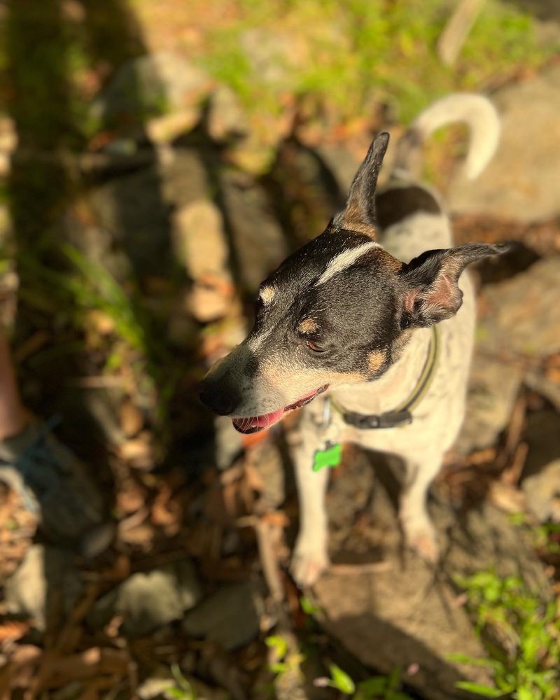 NORTH REGENT ANIMAL CLINIC OF PORT CHESTER - Updated December 2025 - 32 ...