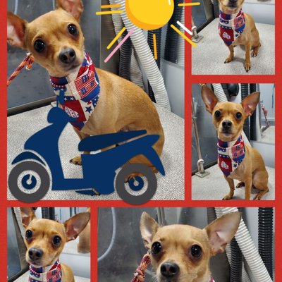 MUTT CUTS MOBILE GROOMING - Updated July 2025 - 121 Photos & 88 Reviews ...