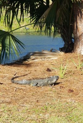 OKEEHEELEE GOLF COURSE - 15 Photos - Golf - 7715 Forest Hill Blvd, West ...