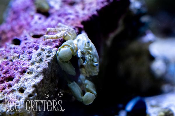TRIAD REEF CRITTERS - Updated January 2026 - 365 Photos & 25 Reviews ...
