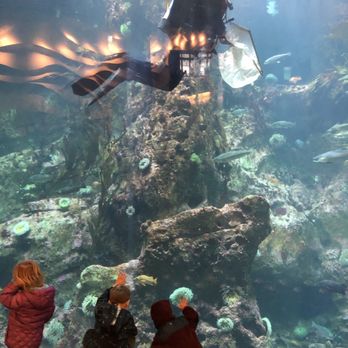 SEATTLE AQUARIUM - 3758 Photos & 1294 Reviews - 1483 Alaskan Way ...