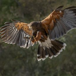 Mike's Camera Reviews | Read Customer Service Reviews of mikescamera.com