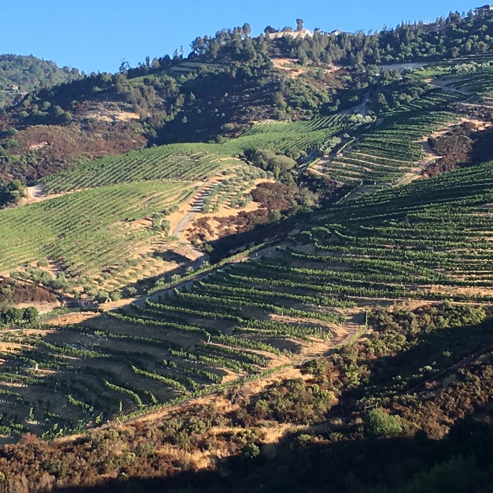 MOUNTAIN TERRACES VINEYARD - Updated August 2025 - 3030 Cavedale Rd ...