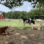 BLUEBIRD GAP FARM - 138 Photos & 47 Reviews - 31 Pine Chapel Rd ...