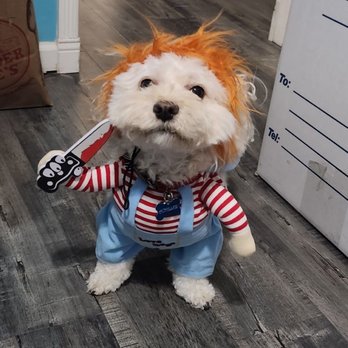 THE DOGGERY - Updated July 2025 - 56 Photos & 144 Reviews - 9420 Reseda ...