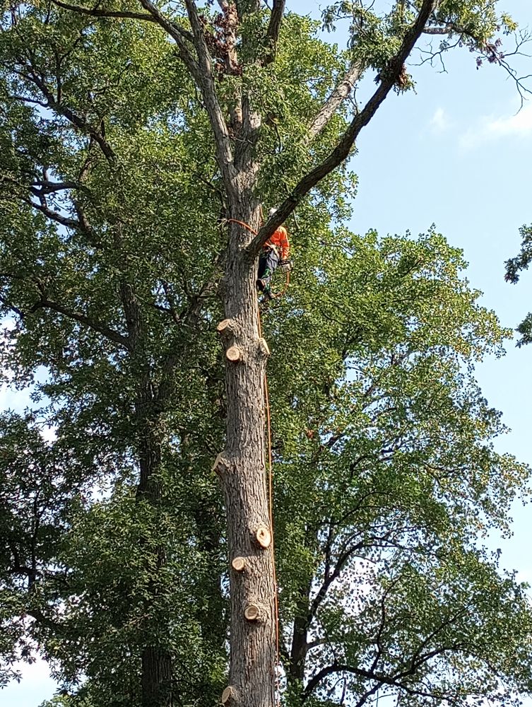 RANDY’S TREE SERVICE - Updated November 2025 - Request a Quote - 25 ...