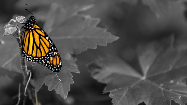 MONARCH GROVE SANCTUARY - Updated December 2025 - 578 Photos & 146 ...