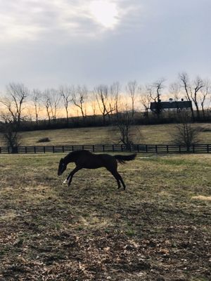 SPENDTHRIFT FARM - Updated August 2024 - 68 Photos - 884 Iron Works ...