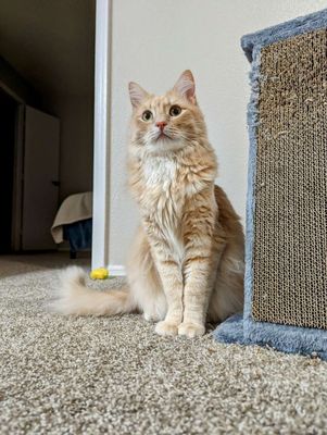 THE COMFORTED KITTY - Updated January 2025 - Request Information - 137 ...