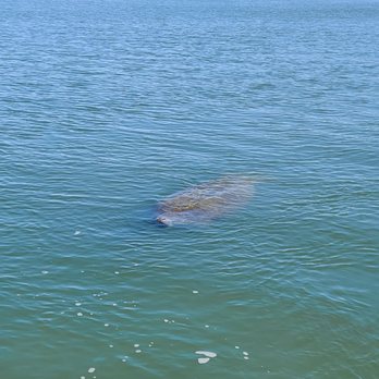 TURTLE MOUND RIVER TOURS - Updated March 2025 - 89 Photos & 62 Reviews ...