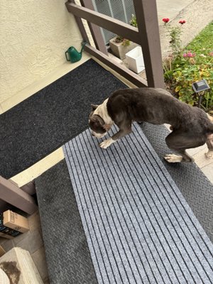 SOUTHEAST AREA ANIMAL CONTROL AUTHORITY - Updated July 2025 - 202 ...